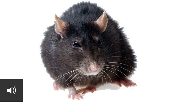 2016-02-05 Deforestation attracts black rats 森林砍伐吸引黑鼠