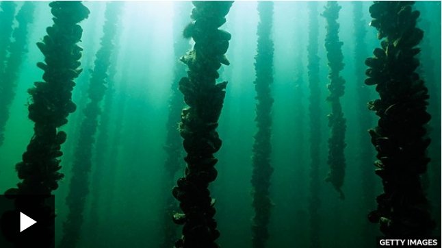 2024-10-10 A UK offshore mussel farm is reviving shellfish habitats 英国海 ...