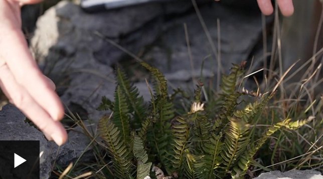 2024-11-07 Scientists warn critical loss of nature 科学家对自然环境的损失发出警告 - 英语大破解
