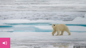 2026-03-16 Polar bears getting "fatter and healthier" amid ice loss 海冰少 ...